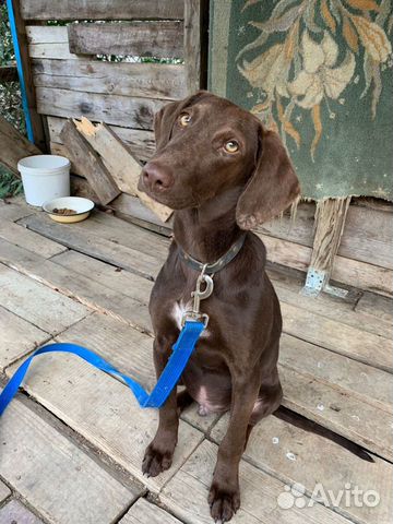 Малыш Чарли ищет любящего хозяина