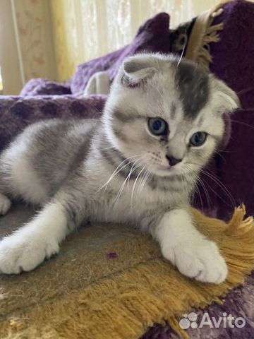 Шотландская