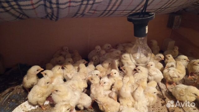 Цыпленок броллер