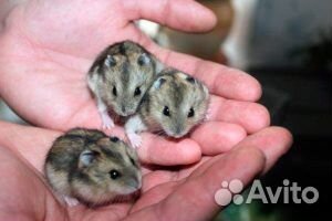 Джунгарский хомяк подарю