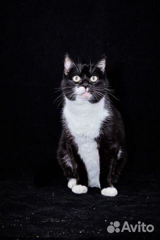 Кошка Скарлет ищет дом