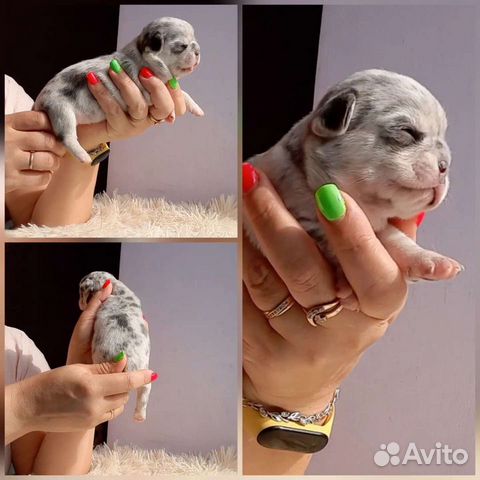 Мерле чихуахуа девочка