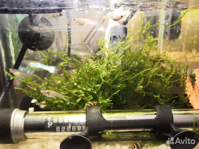 Подростки гуппи