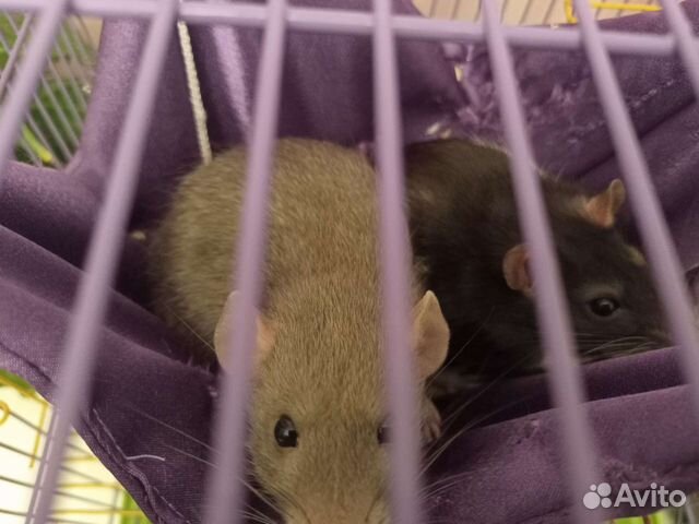 Декоративная крыса с клеткой