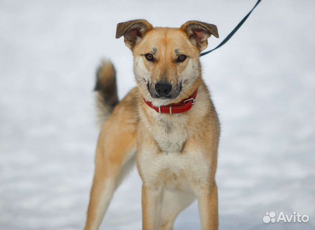 Ласковая небольшая девочка в приюте
