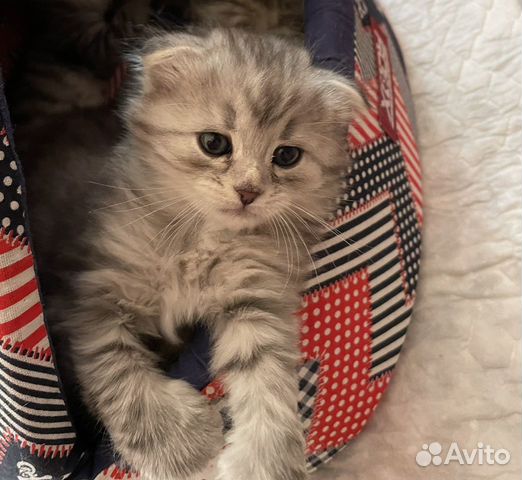 Шотландский вислоухий кот