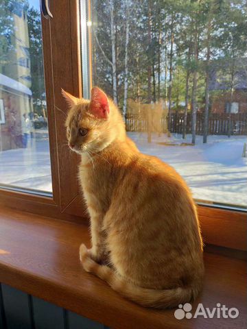 Солнечный котик ищет дом