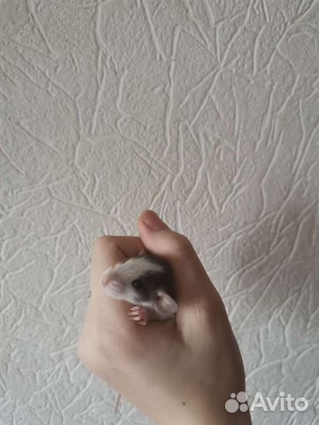 Крыса дамбо