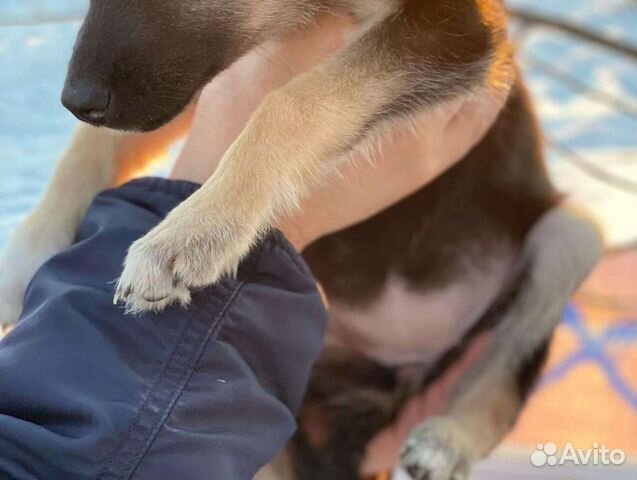 Собака в добрые руки щенок