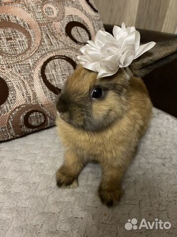 Декоративный кролик