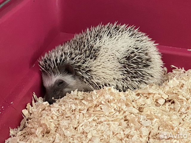 Ежик в тумане