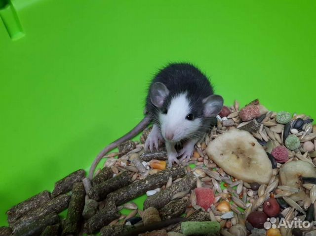 Крыса Дамбо Хаски