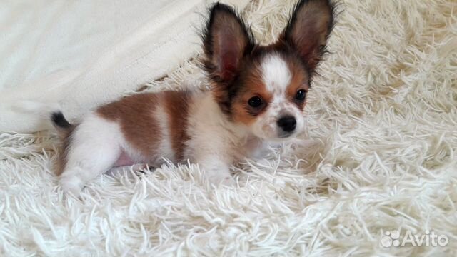 Ушастик, пушистик