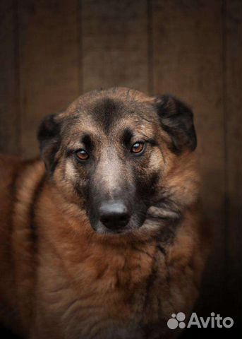 Дворянская малинуа,собака Солнышко