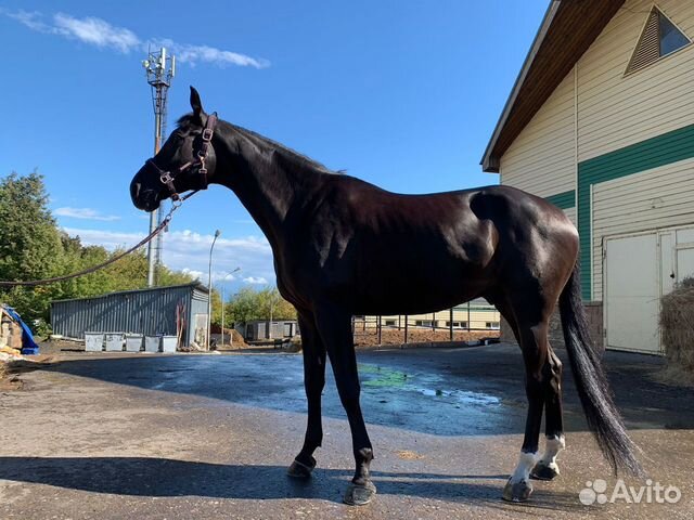 Спортивная лошадь