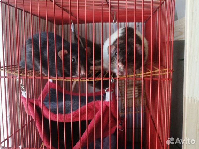 Крысы Дамбо