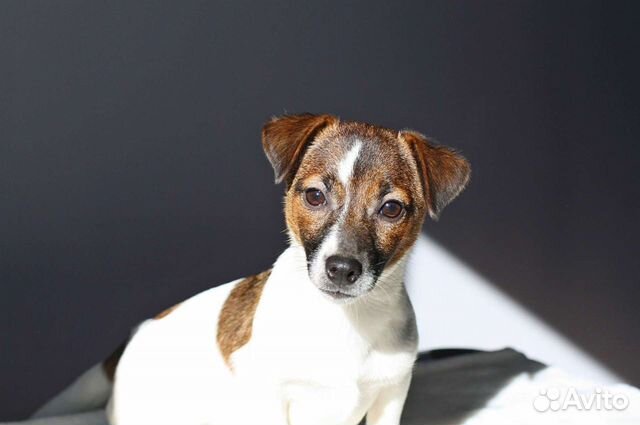 Гладкошерстная девочка Джек Рассел терьер