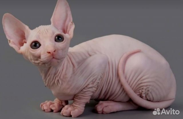 Возьму кошечку сфинкса