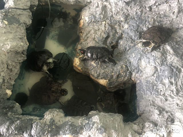 Черепахи и террариум