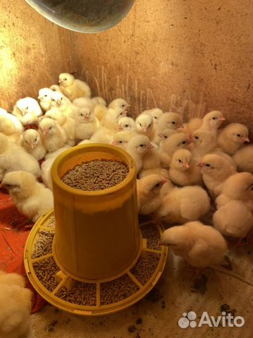 Цыплята бройлеры суточные