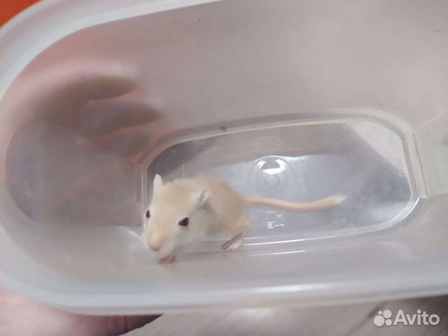 Мышь песчанка