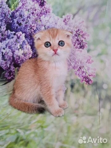 Золотая шиншилла