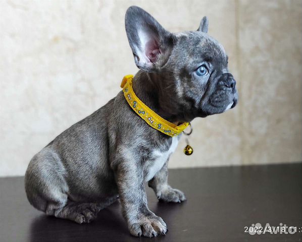 Французский бульдог в окрасе Blue reverse brindle