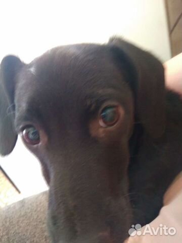 Кроличья такса