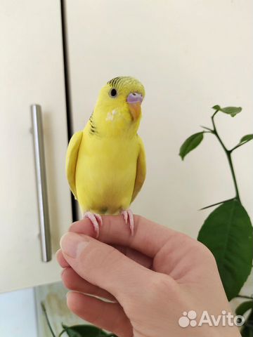 Домашний волнистый попугай (мальчик)