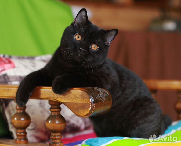 Черный британский котик