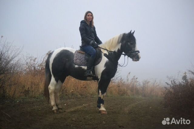 Продам пегого, нарядного, работоспособного коня