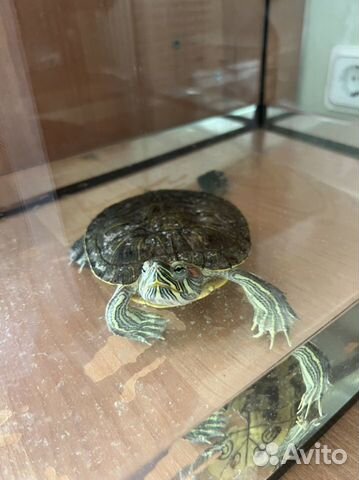 Черепаха красноухая