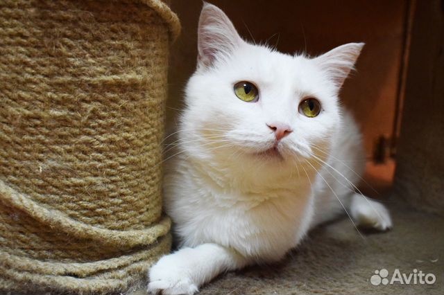 Кошечка Мася 1,5 года