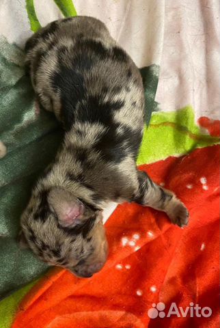 Мраморная mini такса