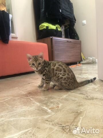 Бенгальская кошка