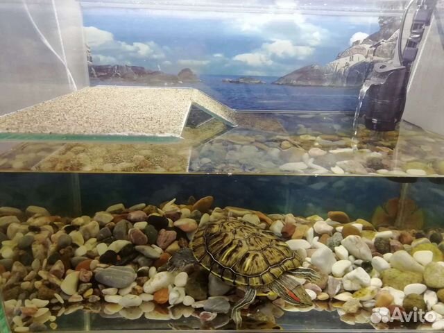 Акватеррариум с красноухой черепашкой