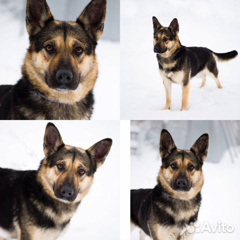 Коротколапый метис овчарки в добрые руки