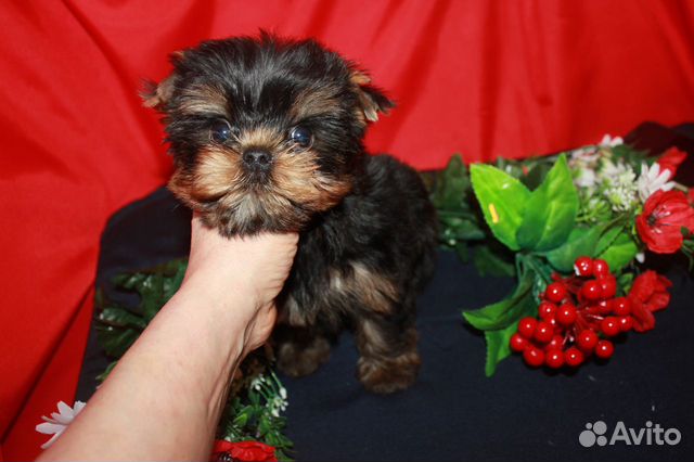 Очень красивая стандартная девочка йорка 2,5 мес