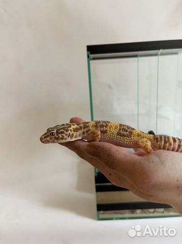 Эублефар с террариумом