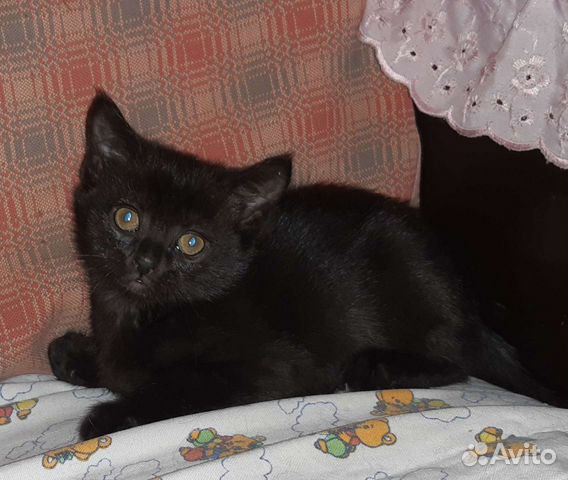 Котёнок 2 мес. в добрые руки даром