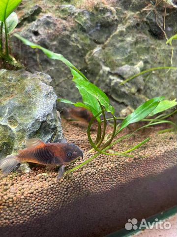 Венесуэла коридорасы