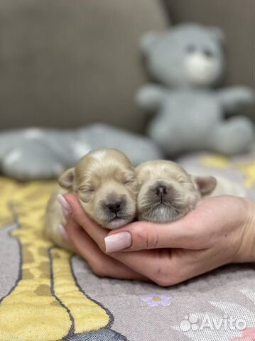 Щенки мальтипу f1