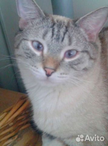 Котик Сильвер