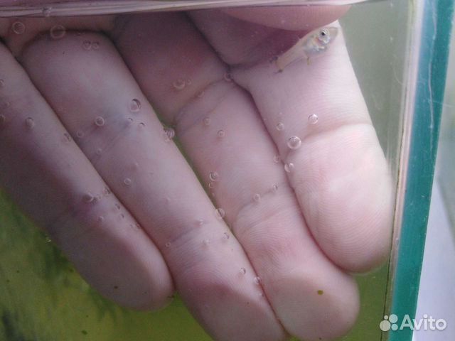 Красивые рыбы гуппи