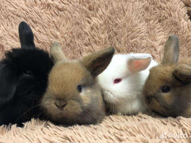 Карликовый кролик