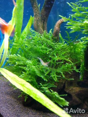 Креветки chery подростки