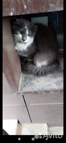 Вислоухая кошечка