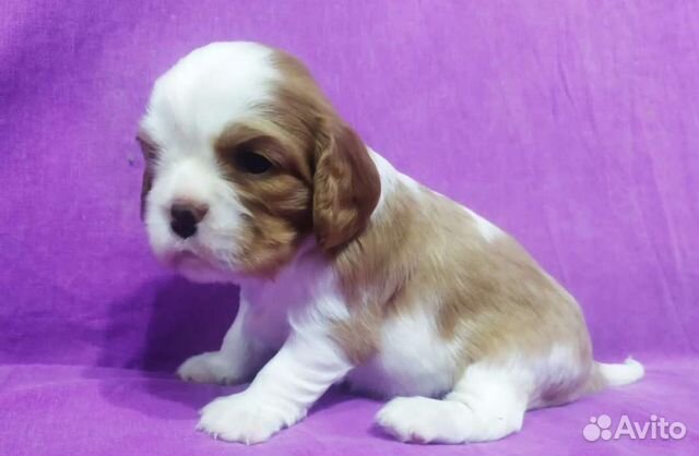 Девочки кавалерочки