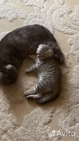 Продается котенок шатландка