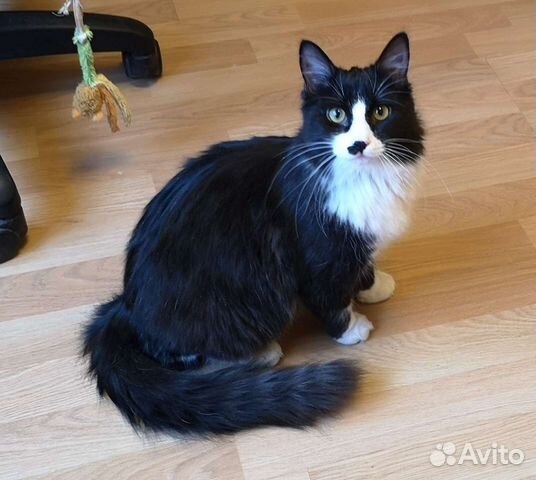 Кошечка Мотя в поисках самого лучшего хозяина